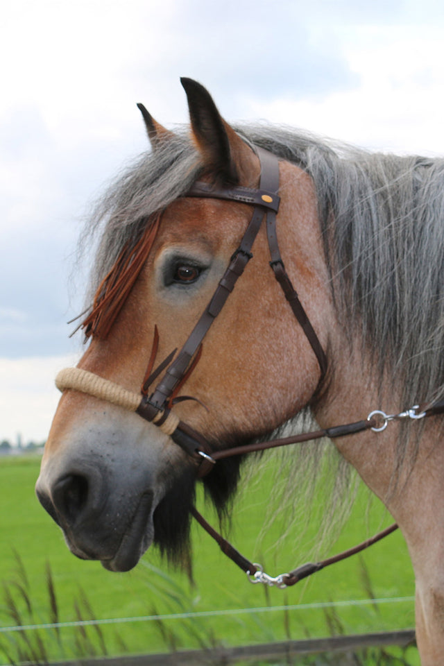 Tinver Bitless Bridle With Reins (System 4), Shire Brown X-Full – horze